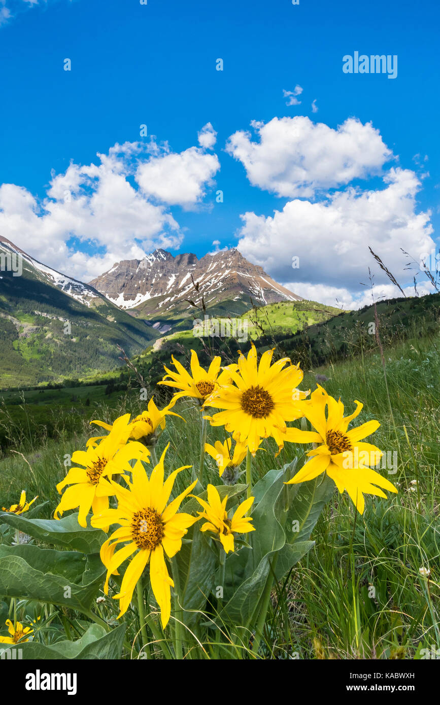 Balsamroot flowers, Blakiston Valley, Waterton Lakes National Park ...