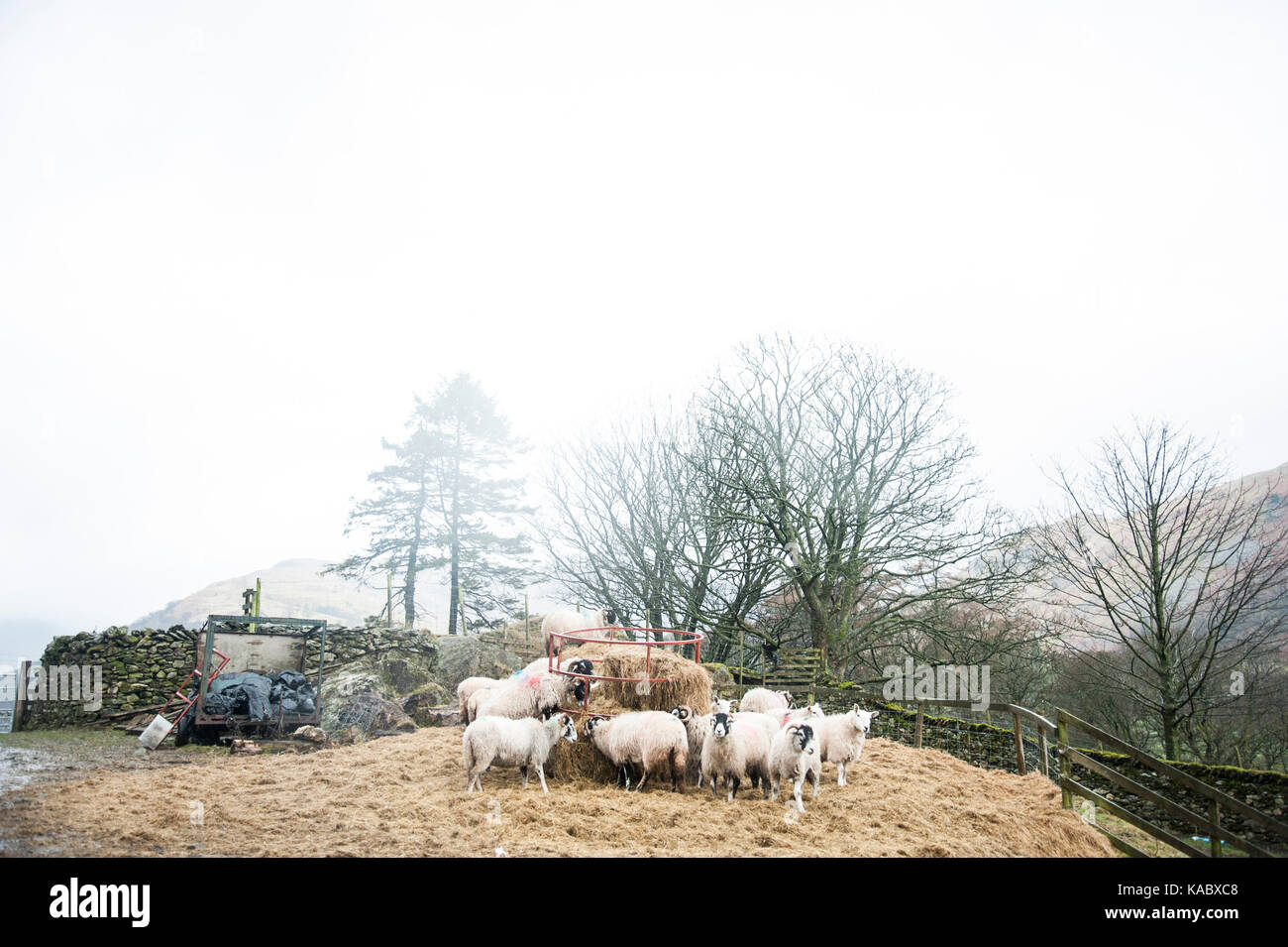 Sheep climb on a haystack Stock Photo - Alamy