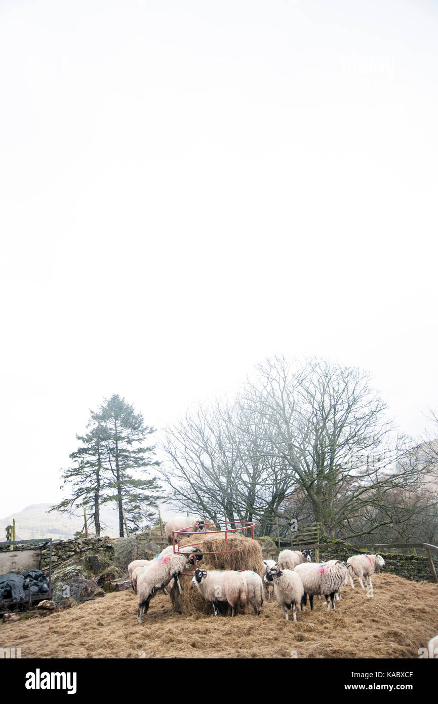 Sheep climb on a haystack Stock Photo - Alamy