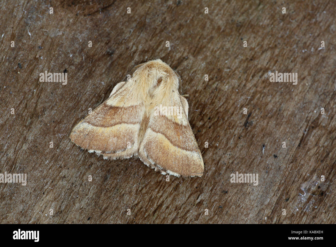 Lackey Moth, Malacosoma neustria Stock Photo - Alamy