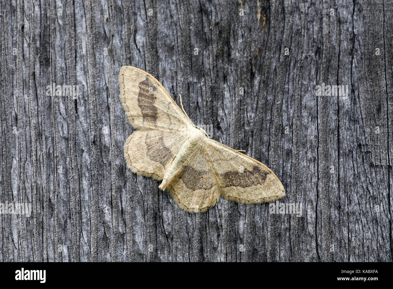 Riband hi-res stock photography and images - Alamy
