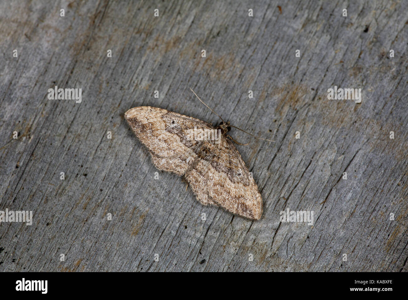 Gem Moth, Orthonama obstipata Stock Photo - Alamy