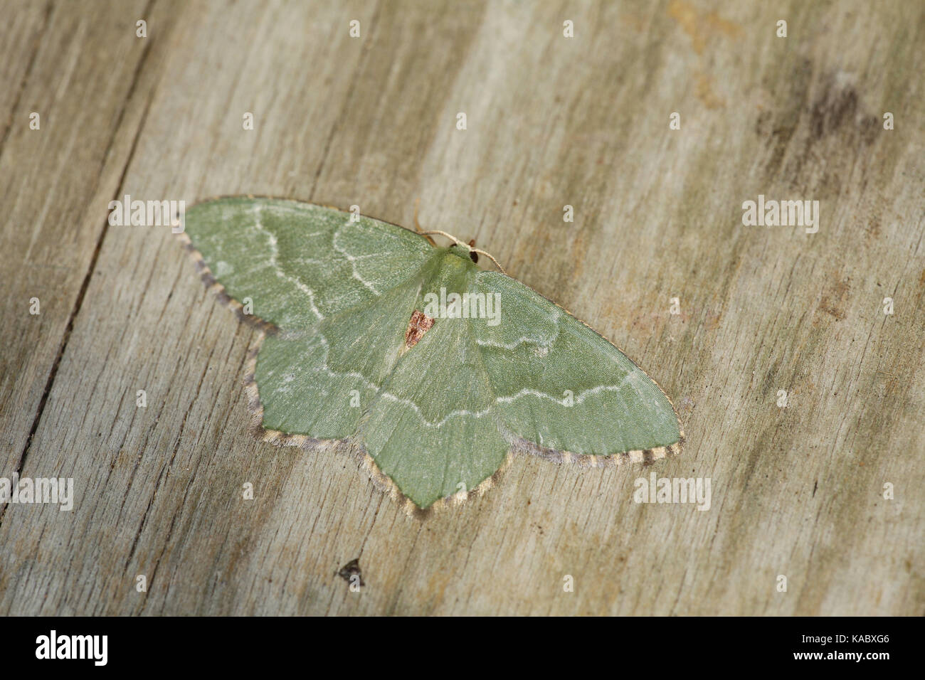 Common emerald moth hi-res stock photography and images - Alamy