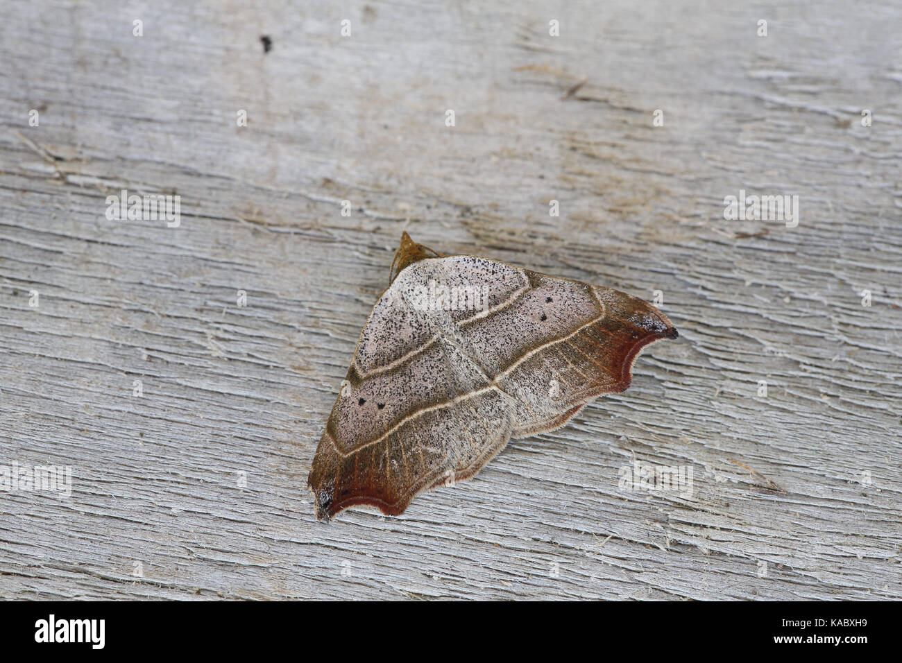 Hook tip moth hi-res stock photography and images - Alamy