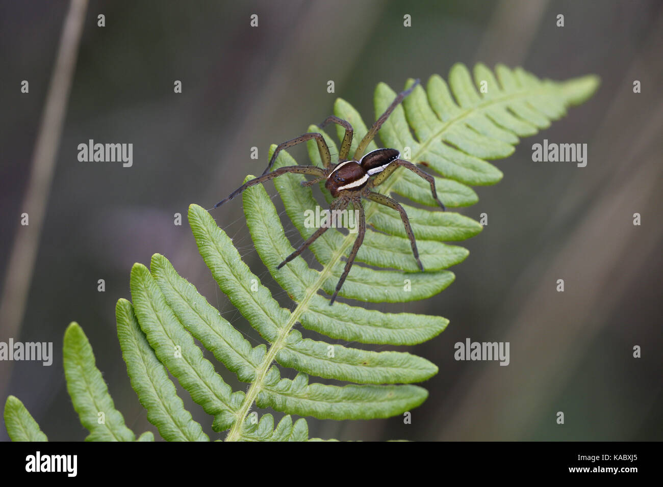 Raft spider uk hi-res stock photography and images - Alamy