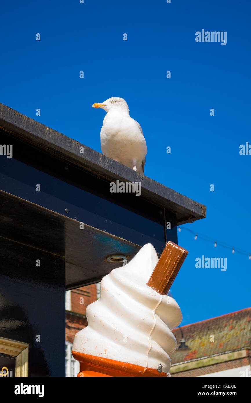 Ice cream seagull hi-res stock photography and images - Alamy