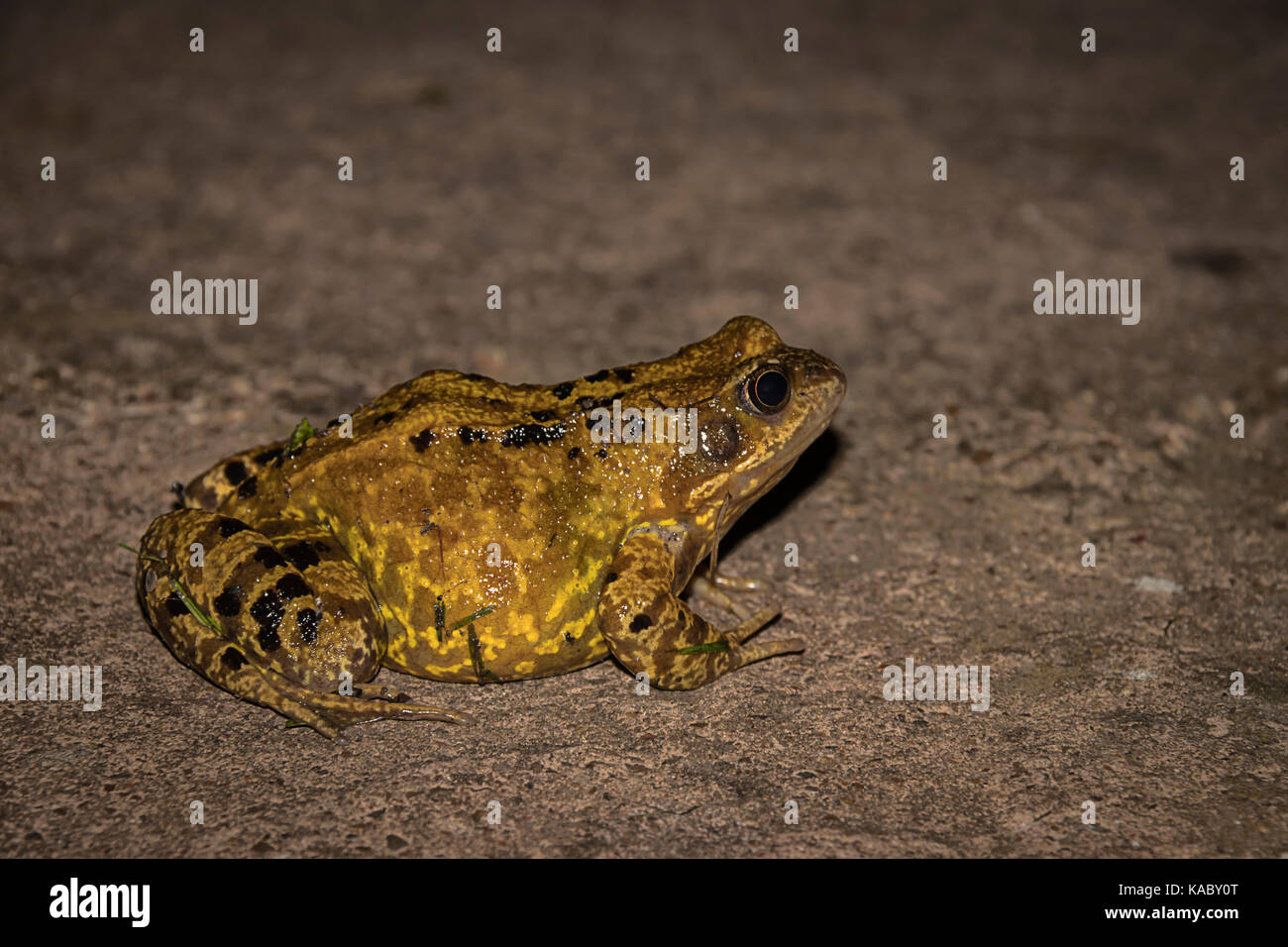Semi aquatic species hi-res stock photography and images - Alamy