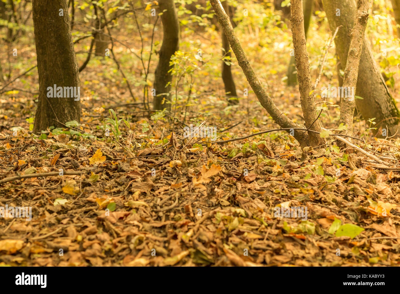 Forest floor Autumn leaves foliage Stock Photo - Alamy