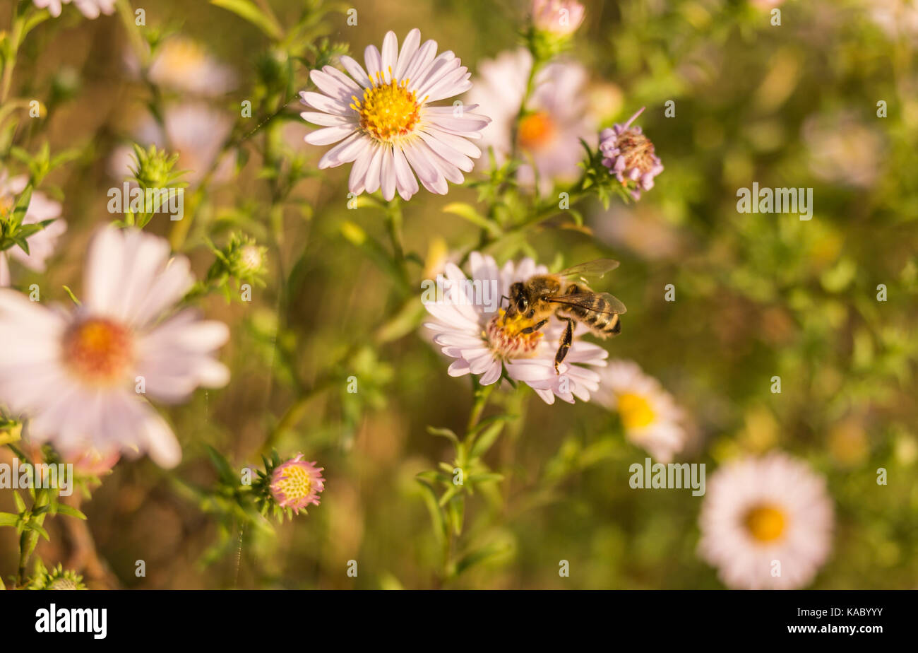 Bee macro, Bee working pollinating flowers Stock Photo - Alamy