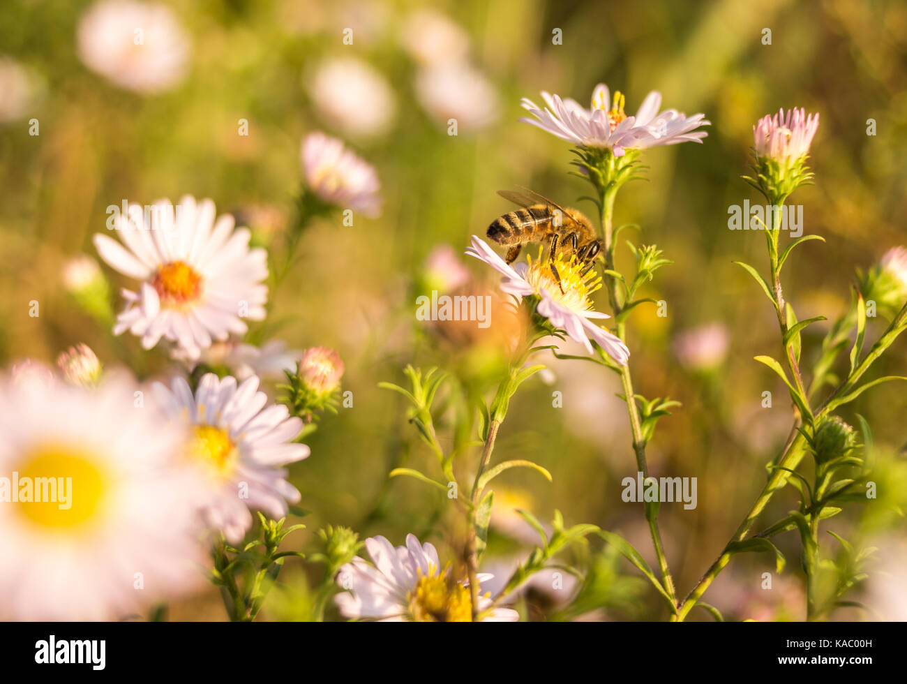 Bee macro, Bee working pollinating flowers Stock Photo - Alamy