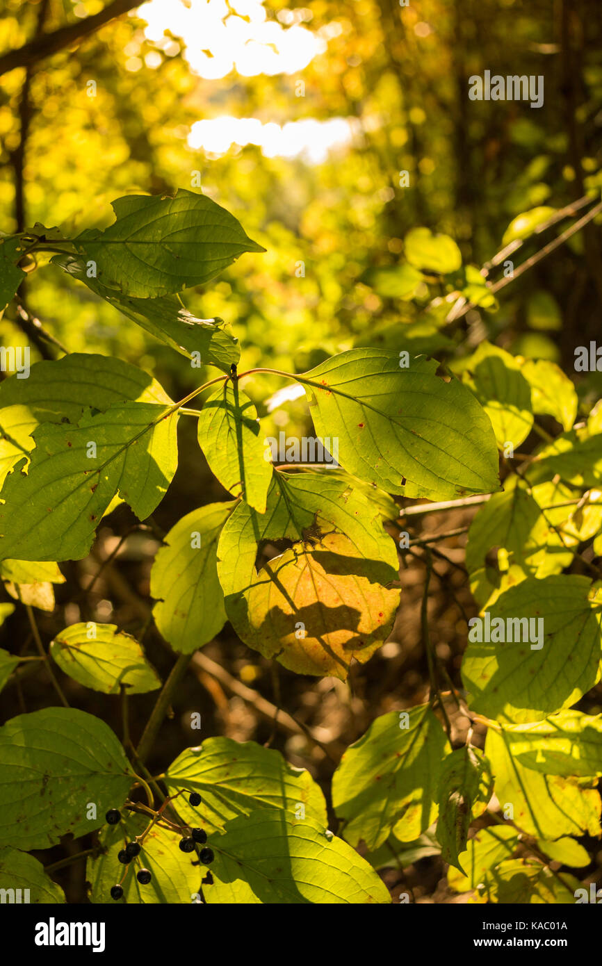 Back lit scene hi-res stock photography and images - Alamy
