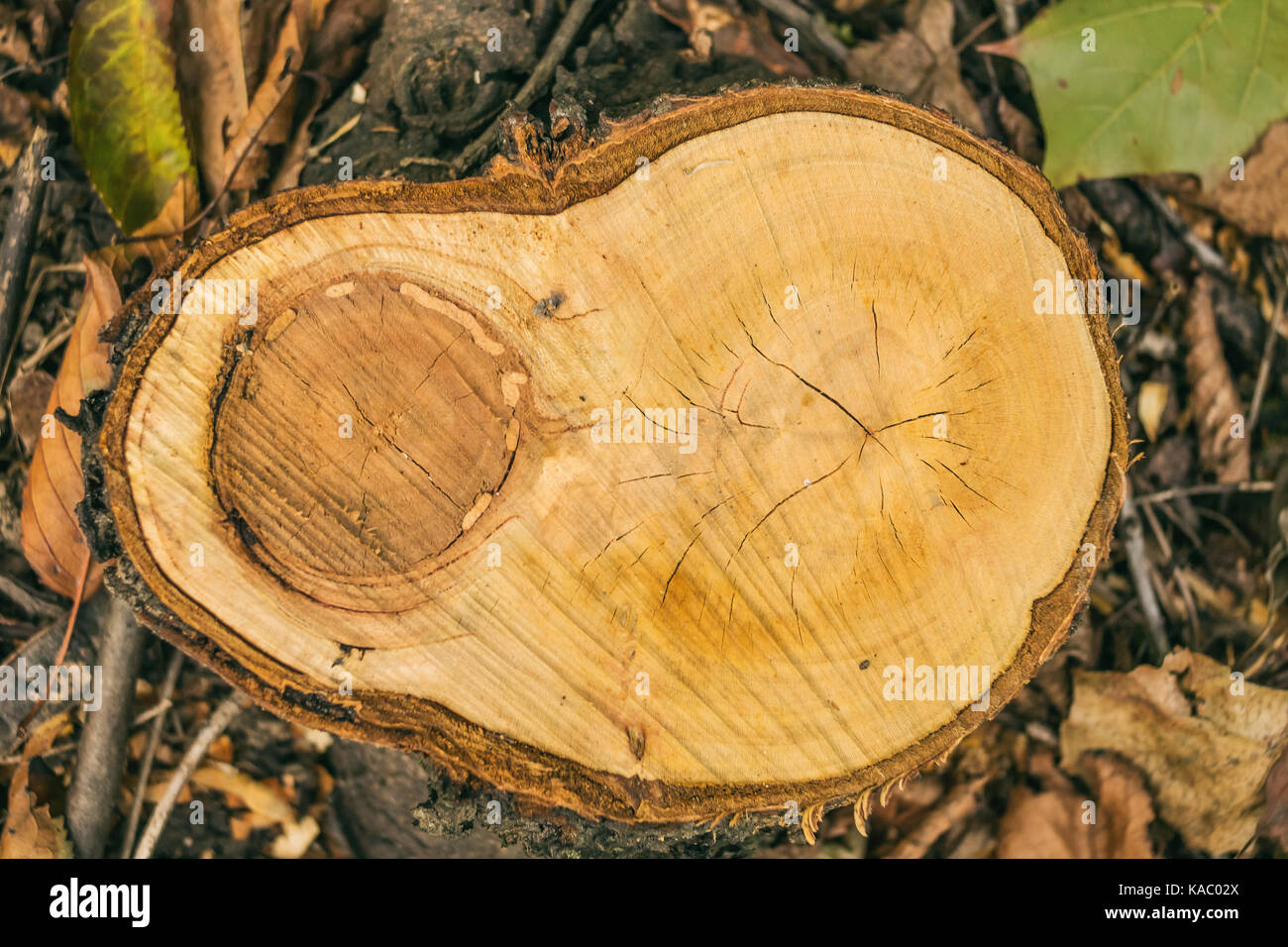 Wood rings hi-res stock photography and images - Alamy