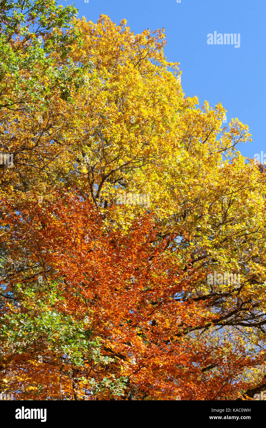 Very colorful beech tree foliage in autumn with orange, yellow and ...