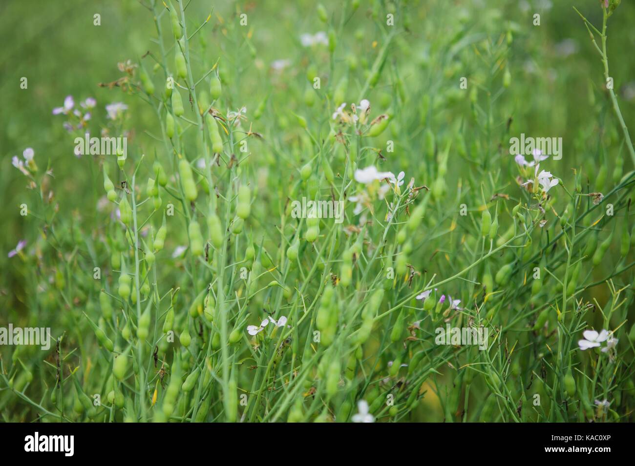 White rapeseed flower field in Moc Chau, Son La province, Vietnam Stock ...