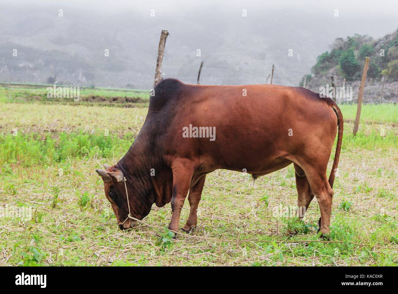The cow indigenous species in Vietnam Stock Photo - Alamy