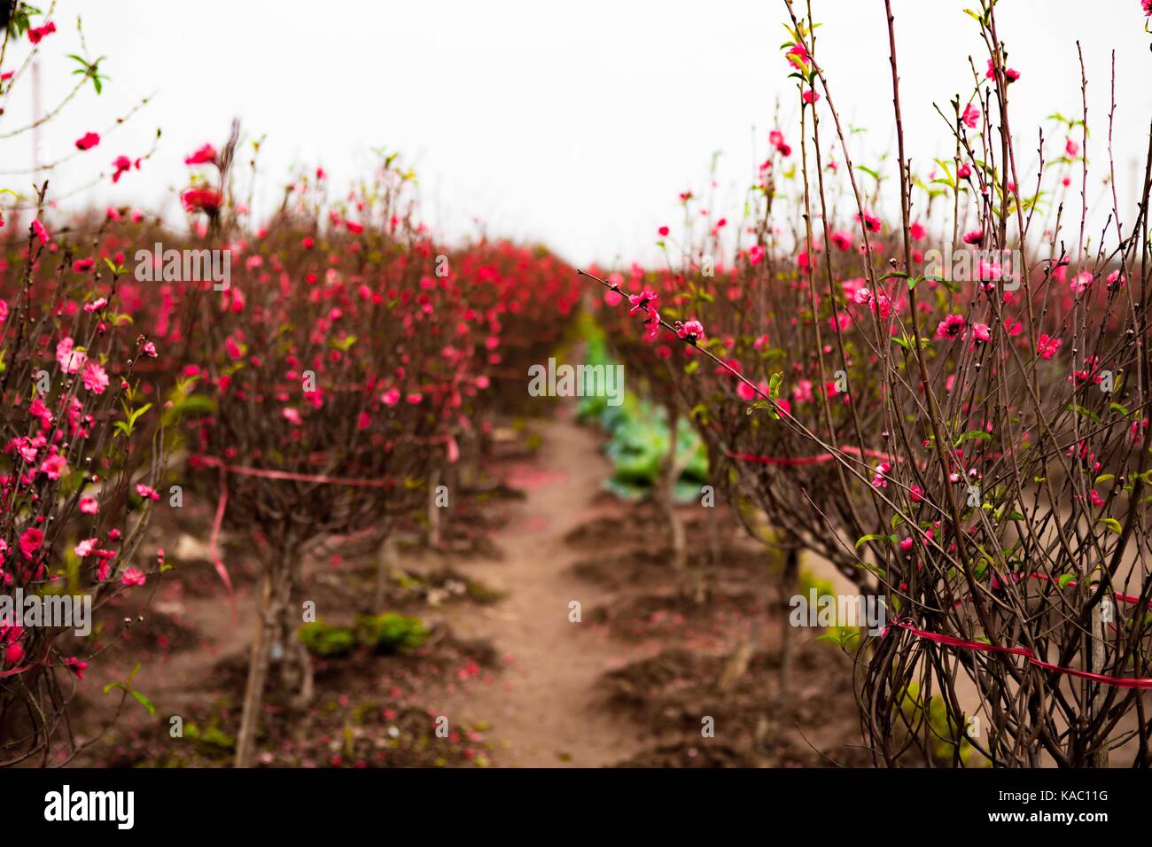 Peach flowers in garden Stock Photo - Alamy