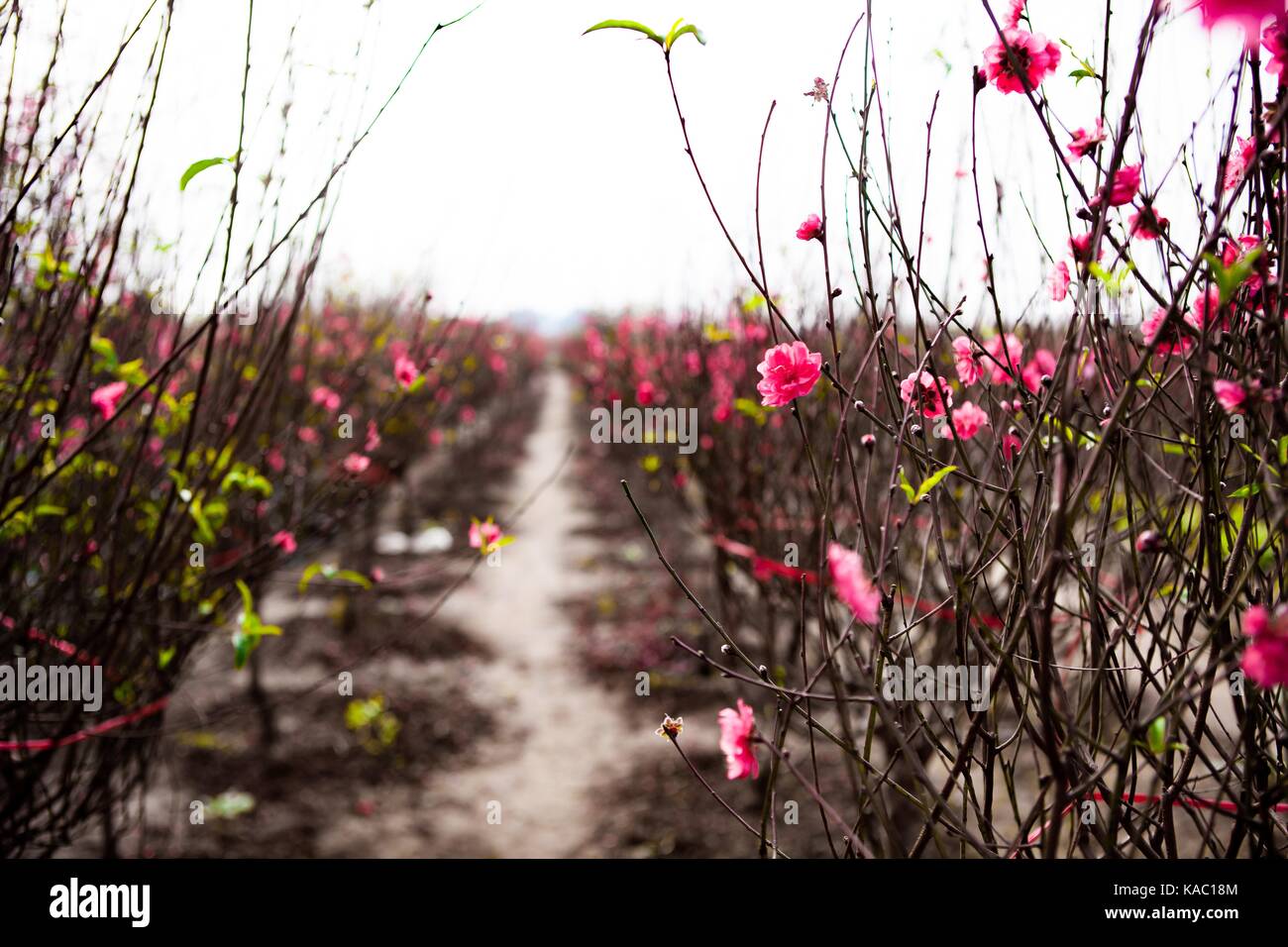 Peach flowers in garden Stock Photo - Alamy