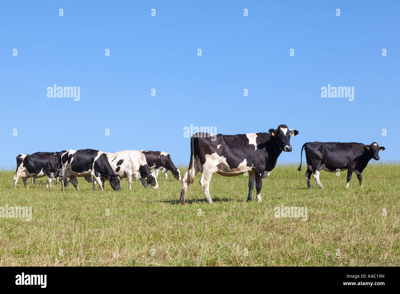 Holstein dairy cattle hi-res stock photography and images - Alamy