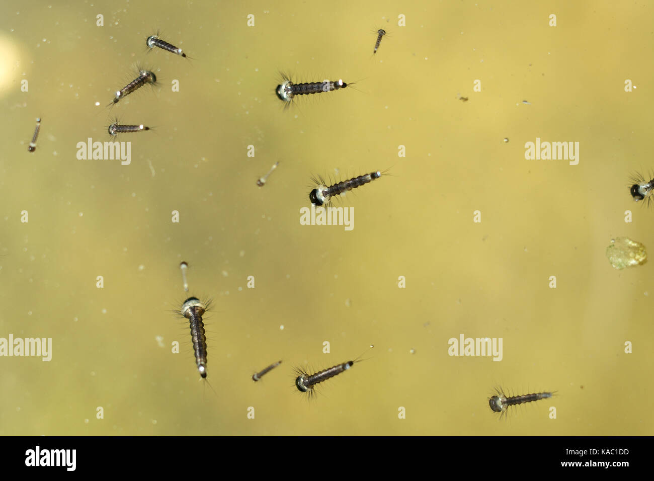 Mosquito larvae hi-res stock photography and images - Alamy