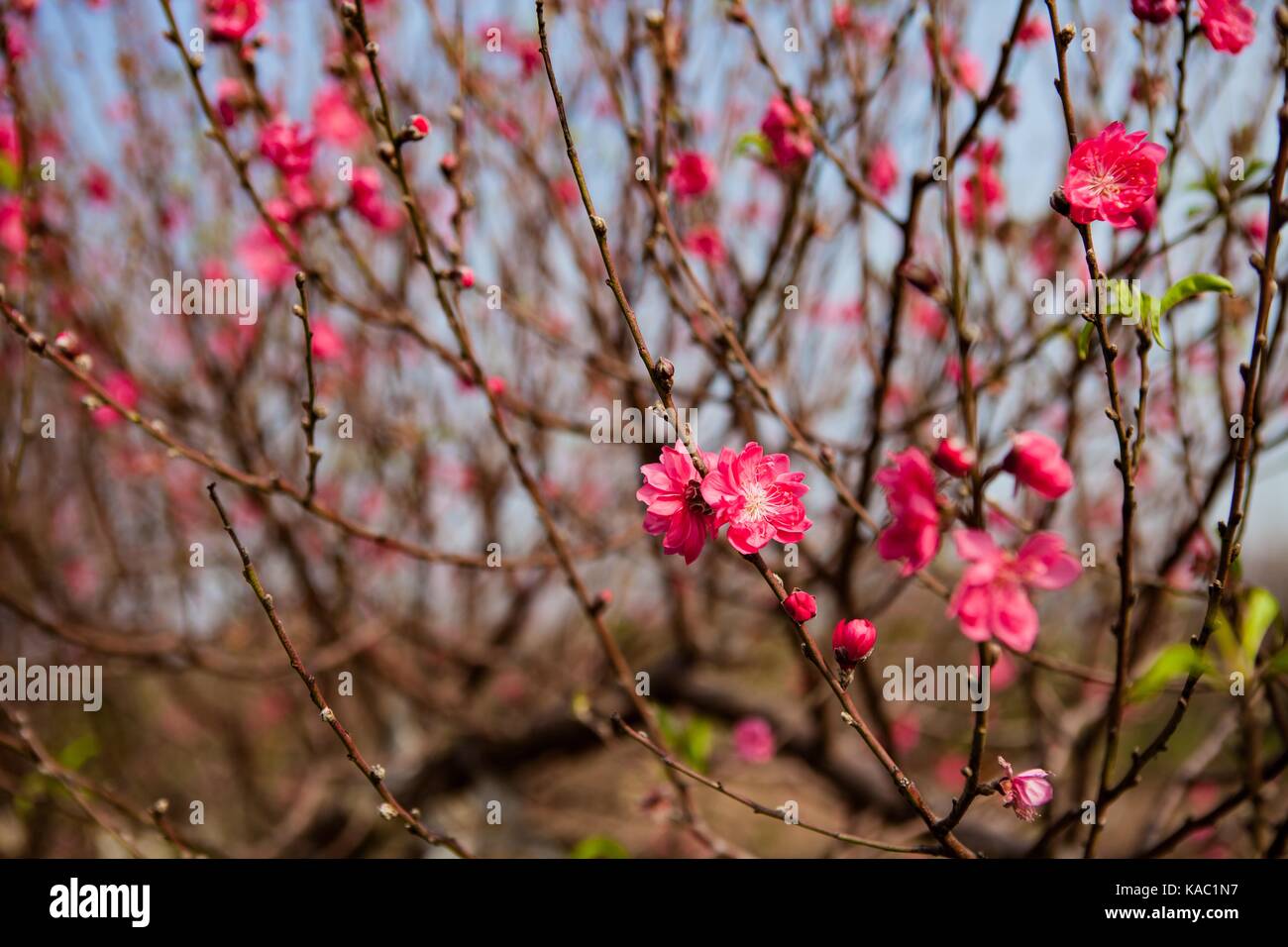 Peach tree of red flowers Stock Photo - Alamy