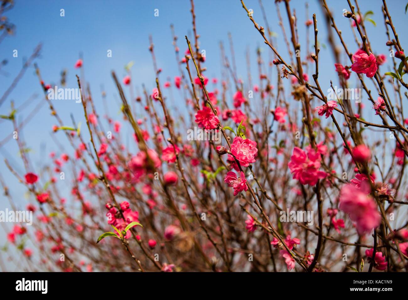 Peach tree of red flowers Stock Photo - Alamy