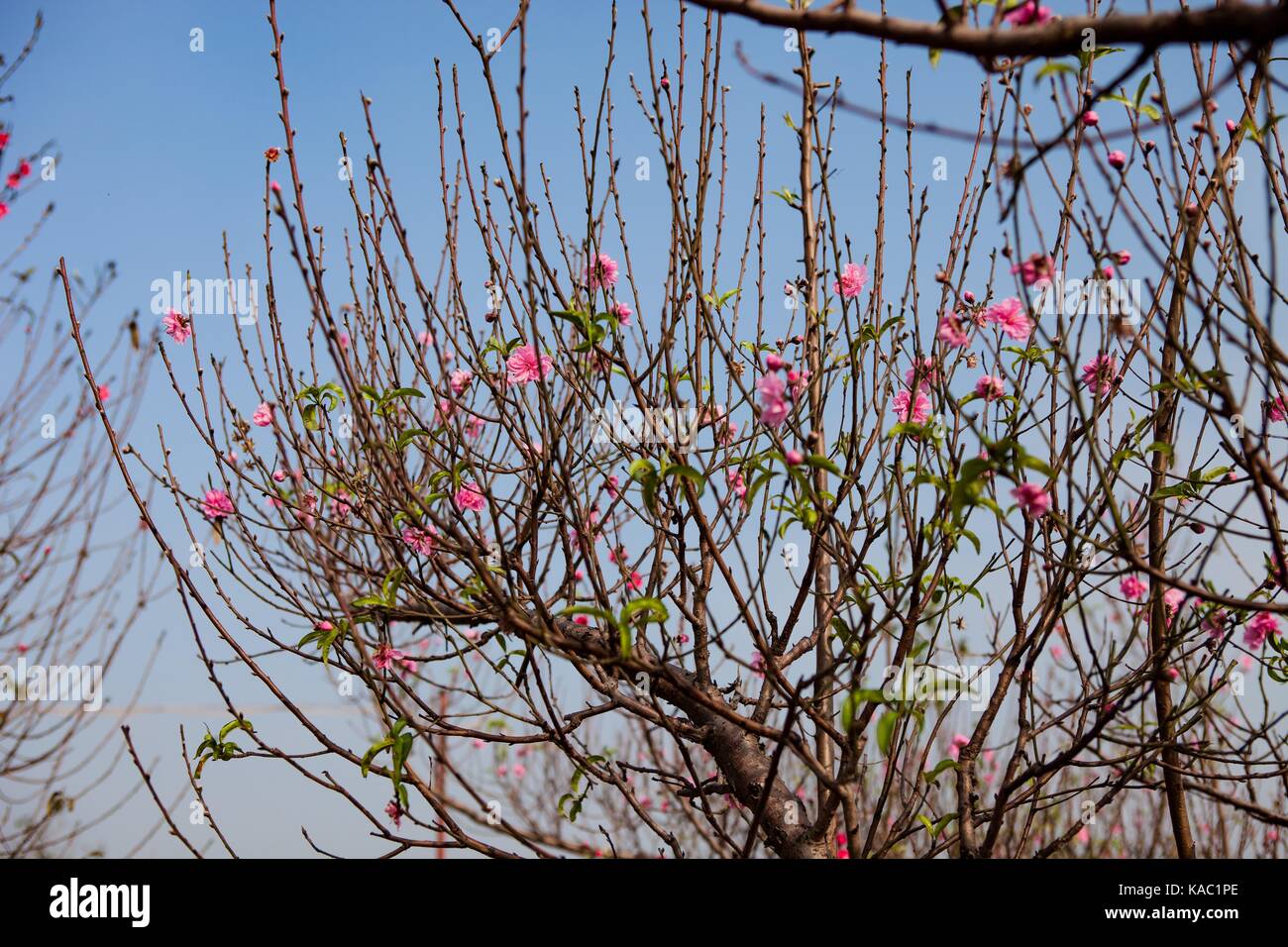 Peach tree of red flowers Stock Photo - Alamy