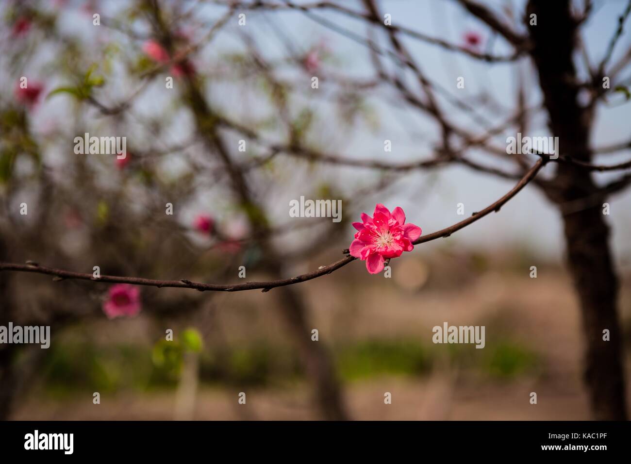 Peach tree of red flowers Stock Photo - Alamy