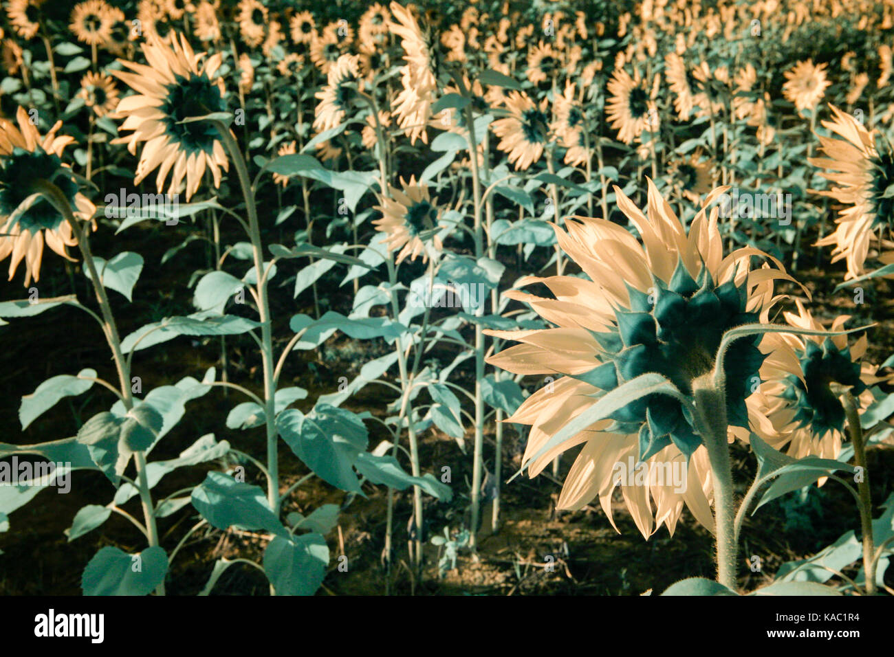 Field of sunflowers blooming in early morning sun in infrared Stock ...