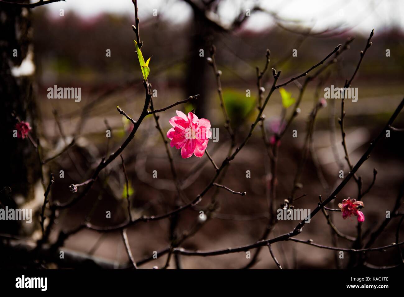 Peach tree of red flowers Stock Photo - Alamy