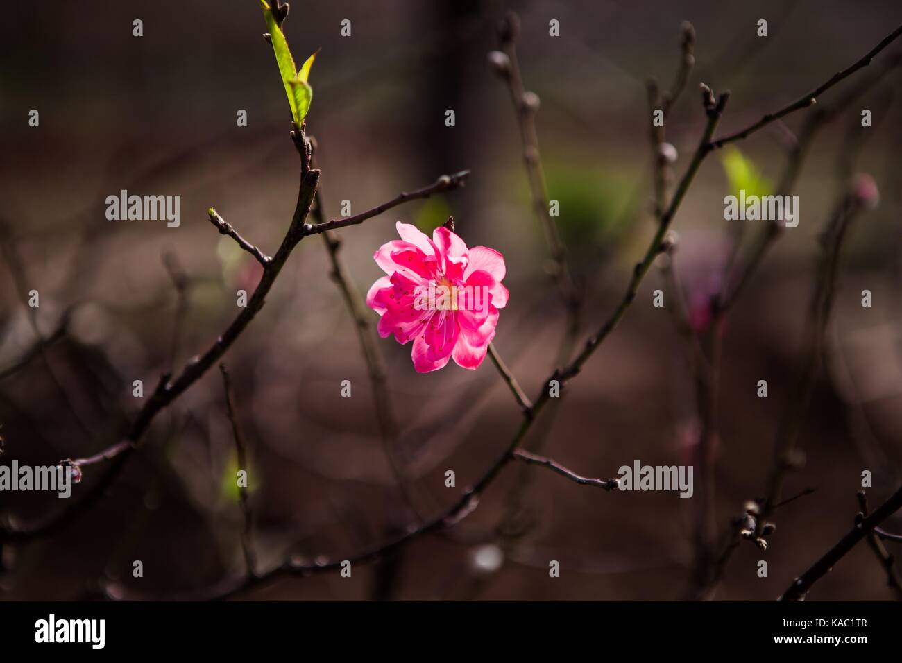 Peach tree of red flowers Stock Photo - Alamy
