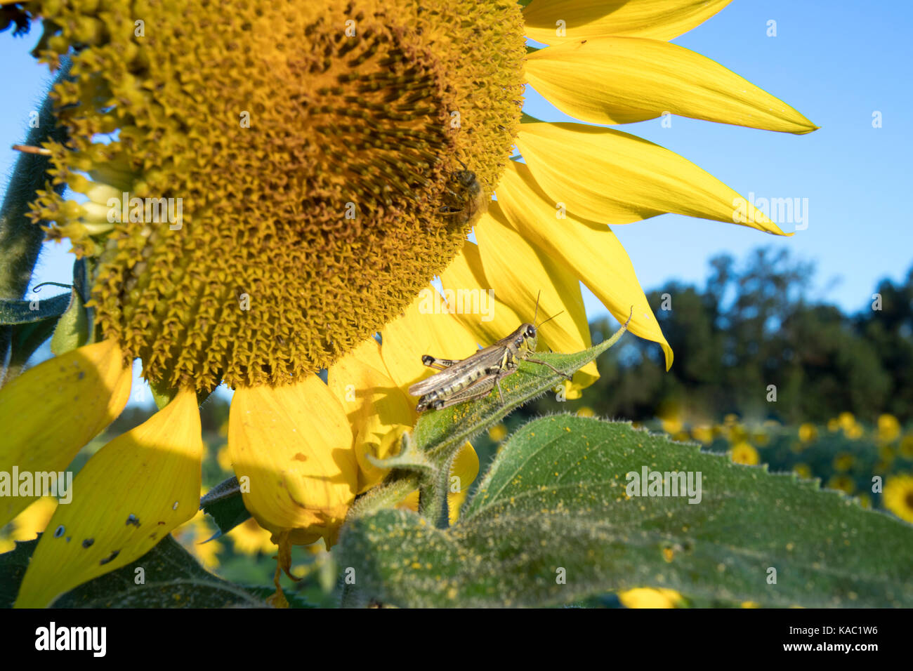 Grasshopper on sunflower bloom in field in early morning sun Stock ...