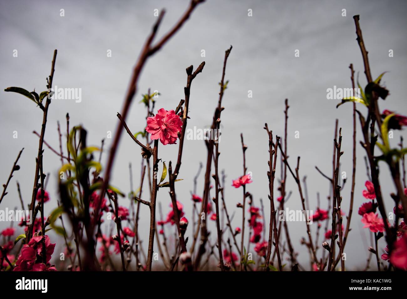 Peach tree of red flowers Stock Photo - Alamy