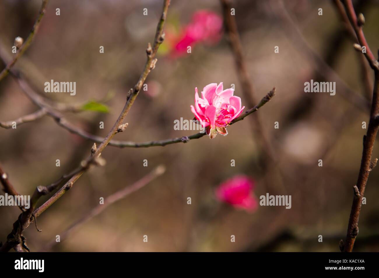 Peach tree of red flowers Stock Photo - Alamy