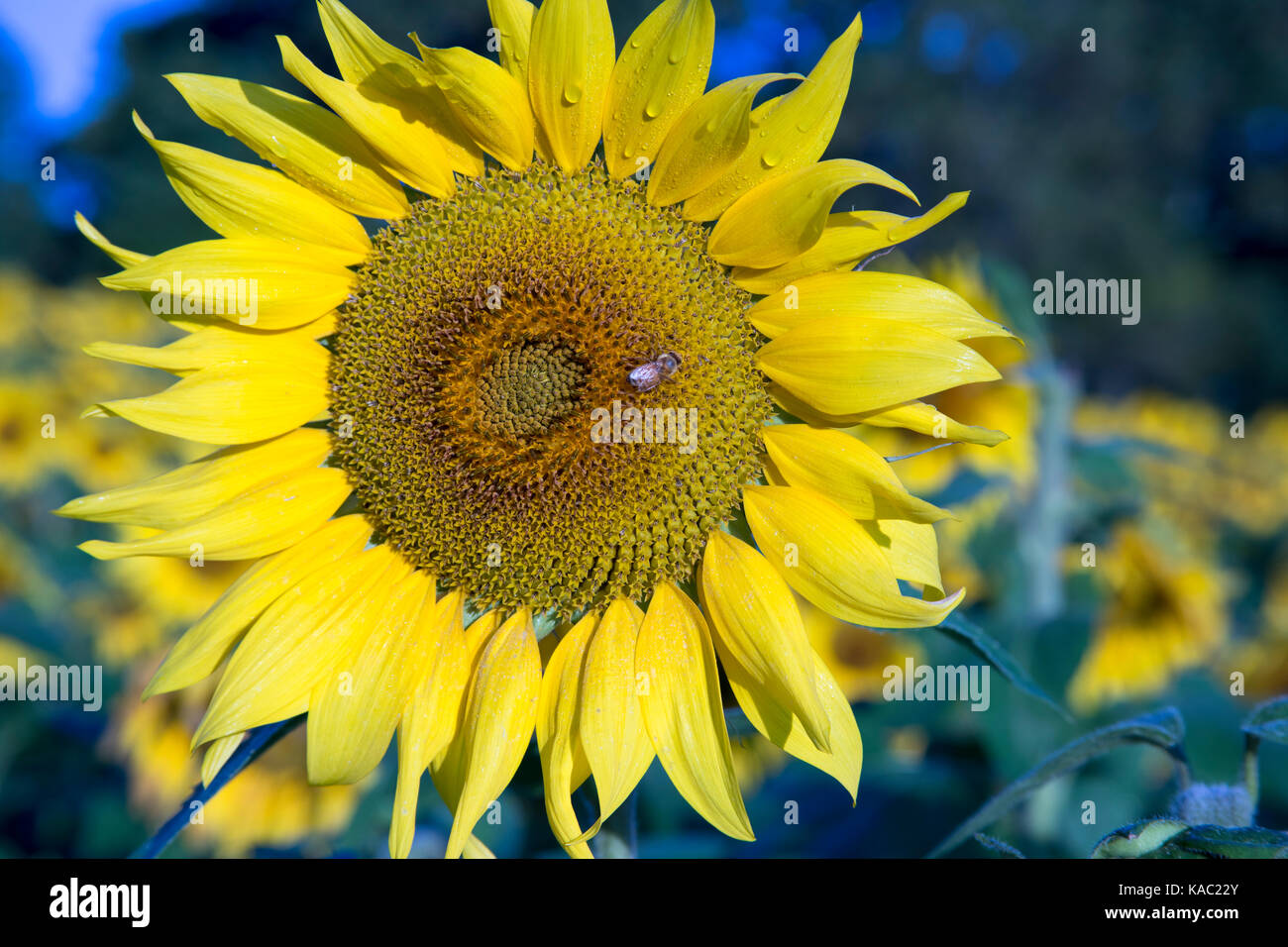 Dew drops and honey bee on blossom in field of blooming sunflowers in ...