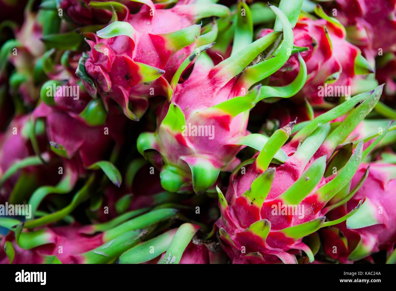 Fresh pink dragon fruits at the market Stock Photo - Alamy