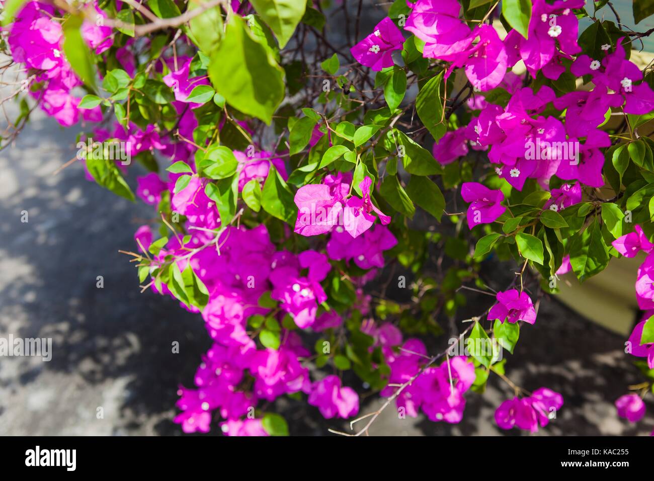 pink paper flowers Stock Photo - Alamy