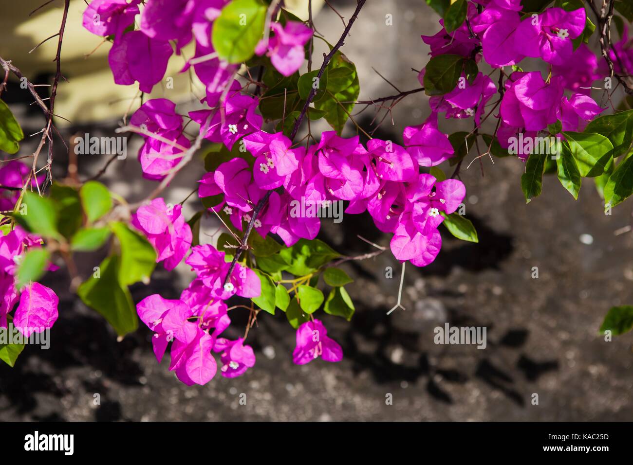 pink paper flowers Stock Photo - Alamy