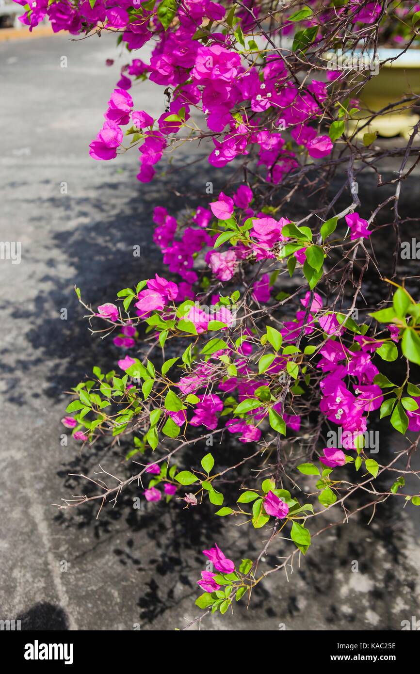 pink paper flowers Stock Photo - Alamy