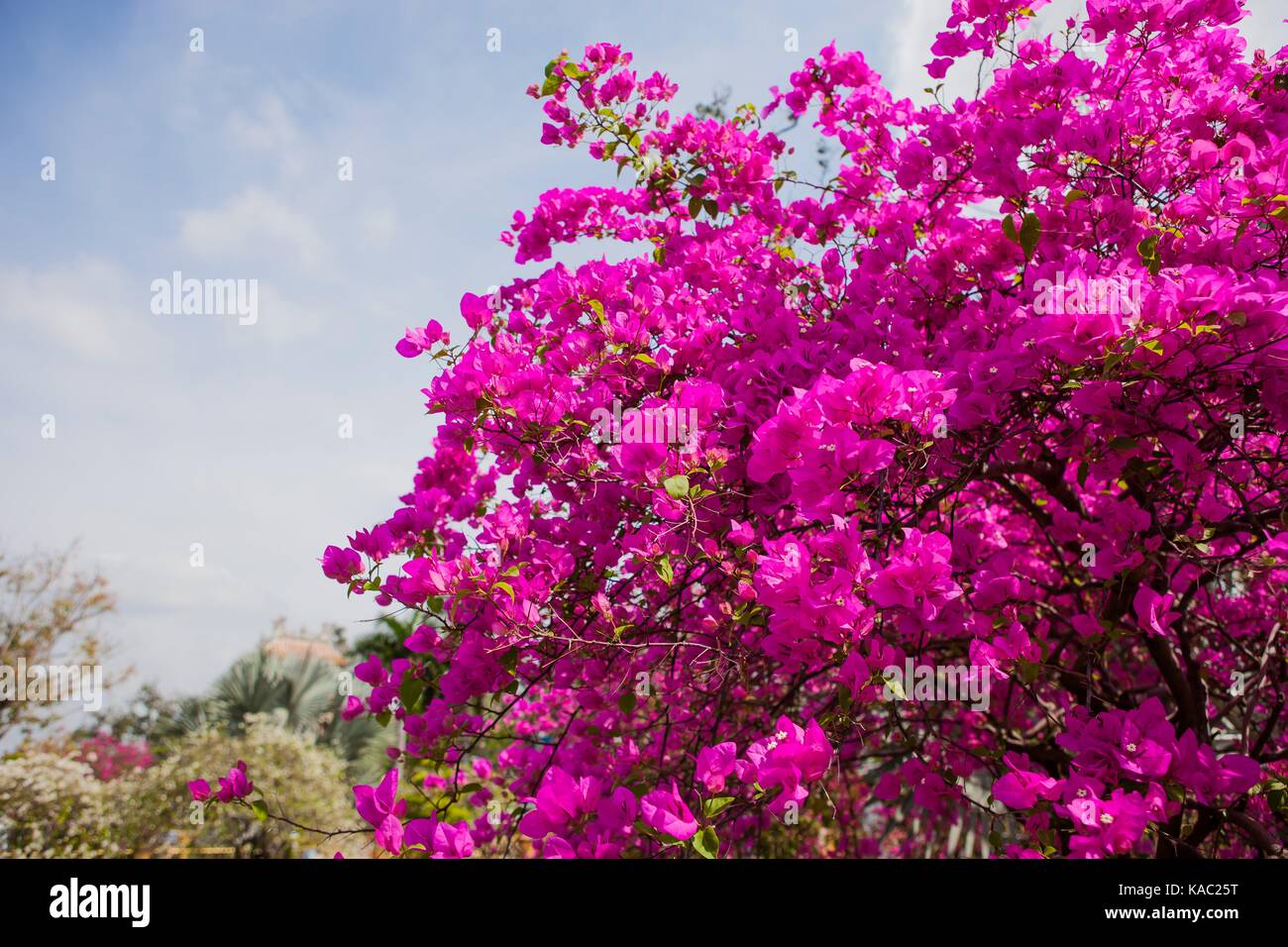 pink paper flowers Stock Photo - Alamy