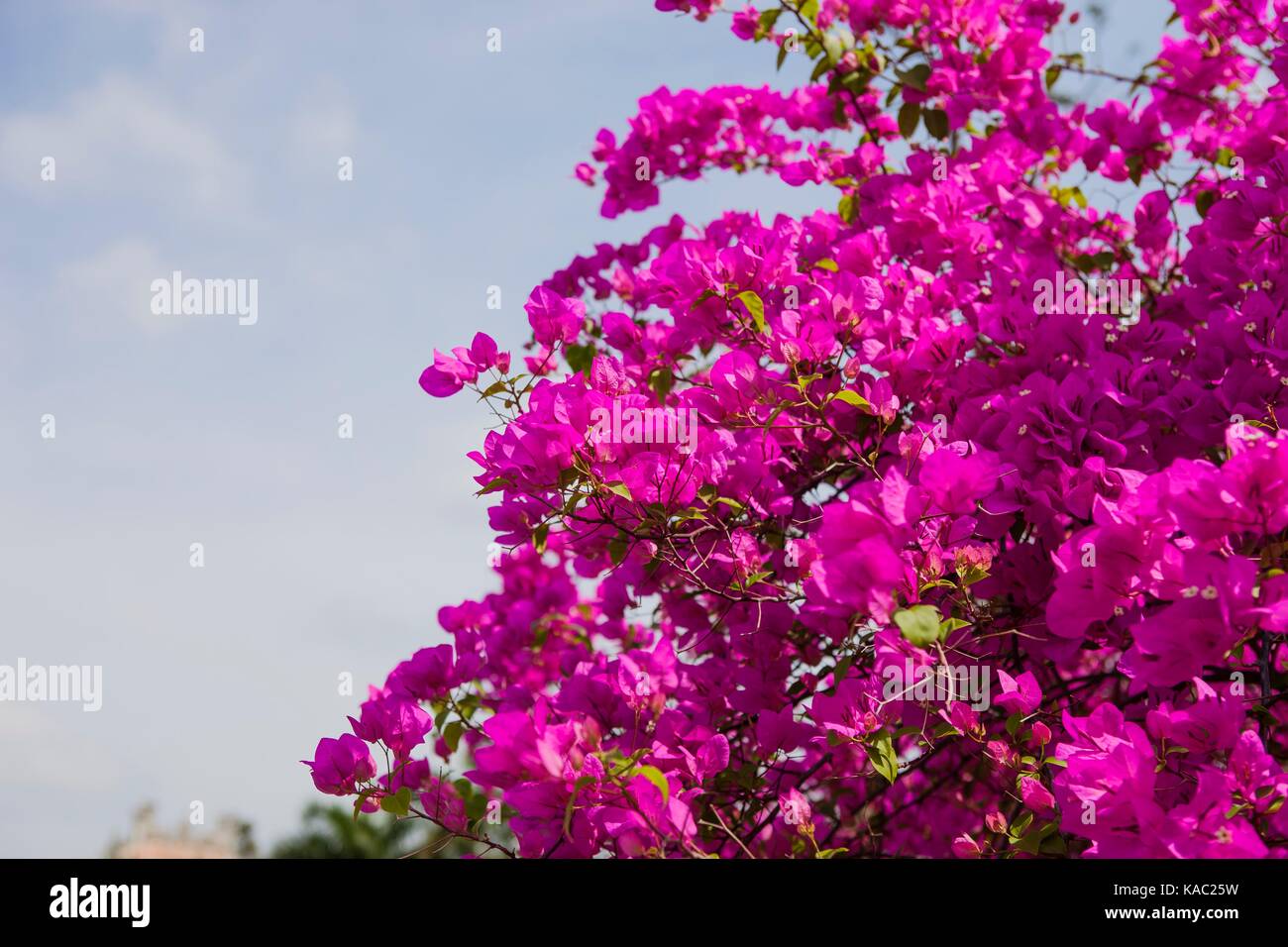 pink paper flowers Stock Photo - Alamy