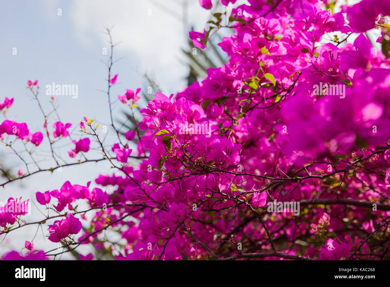 pink paper flowers Stock Photo - Alamy