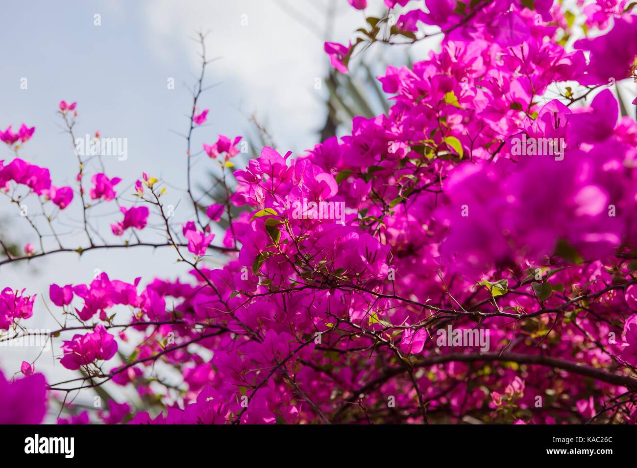 pink paper flowers Stock Photo - Alamy