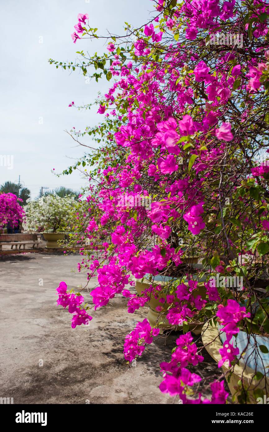 pink paper flowers Stock Photo - Alamy
