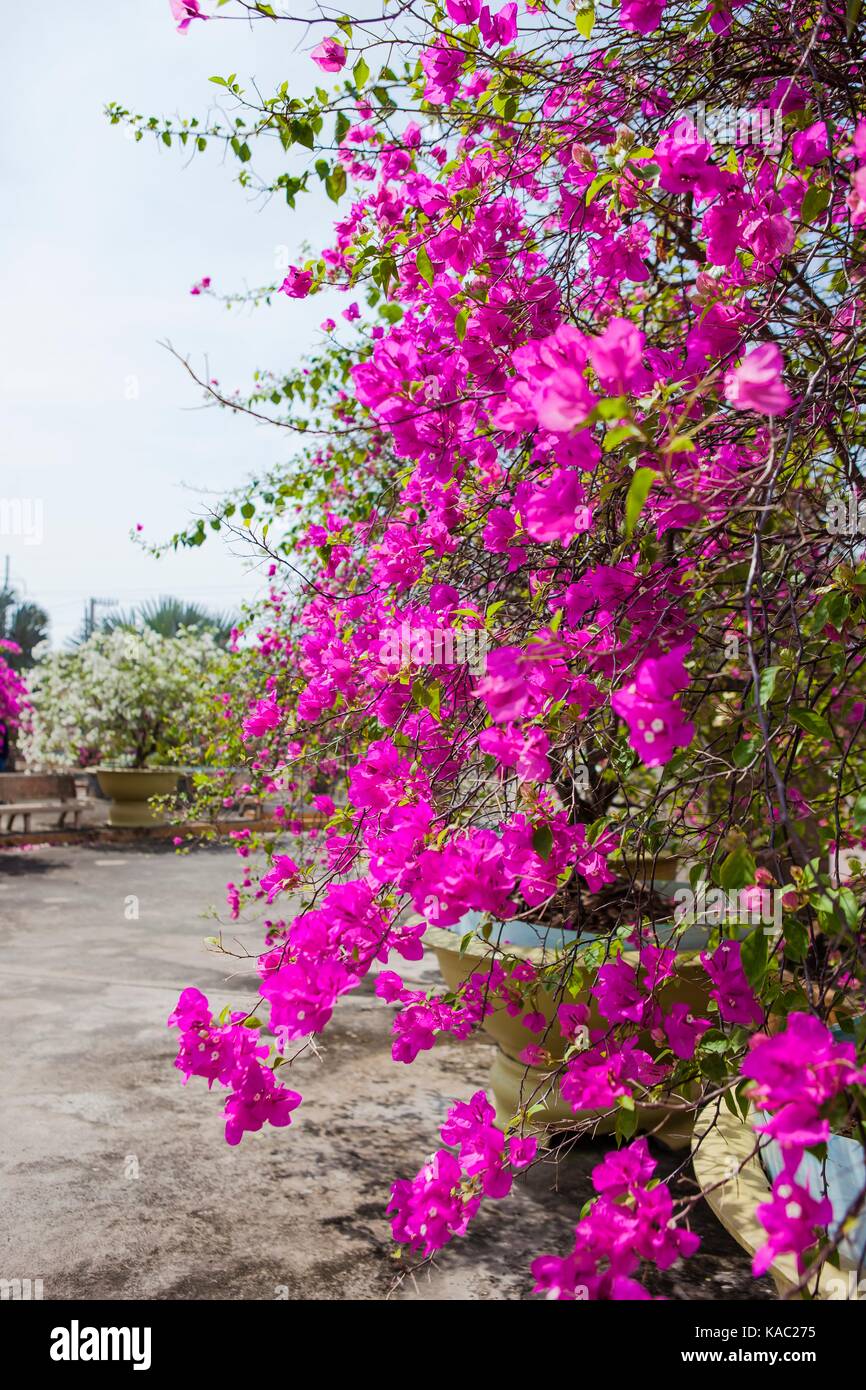 pink paper flowers Stock Photo - Alamy
