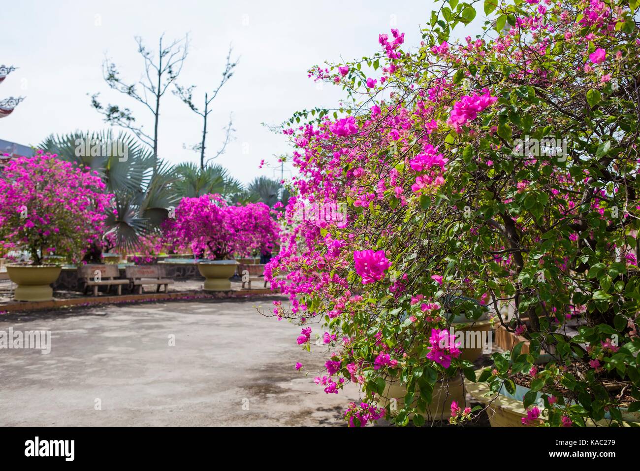 pink paper flowers Stock Photo - Alamy