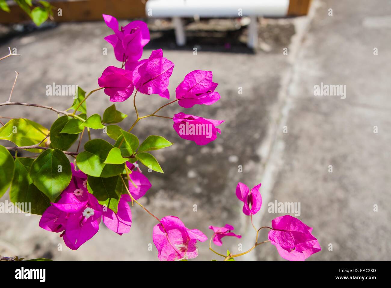 pink paper flowers Stock Photo - Alamy