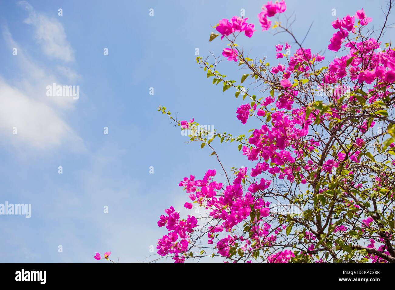 pink paper flowers Stock Photo - Alamy