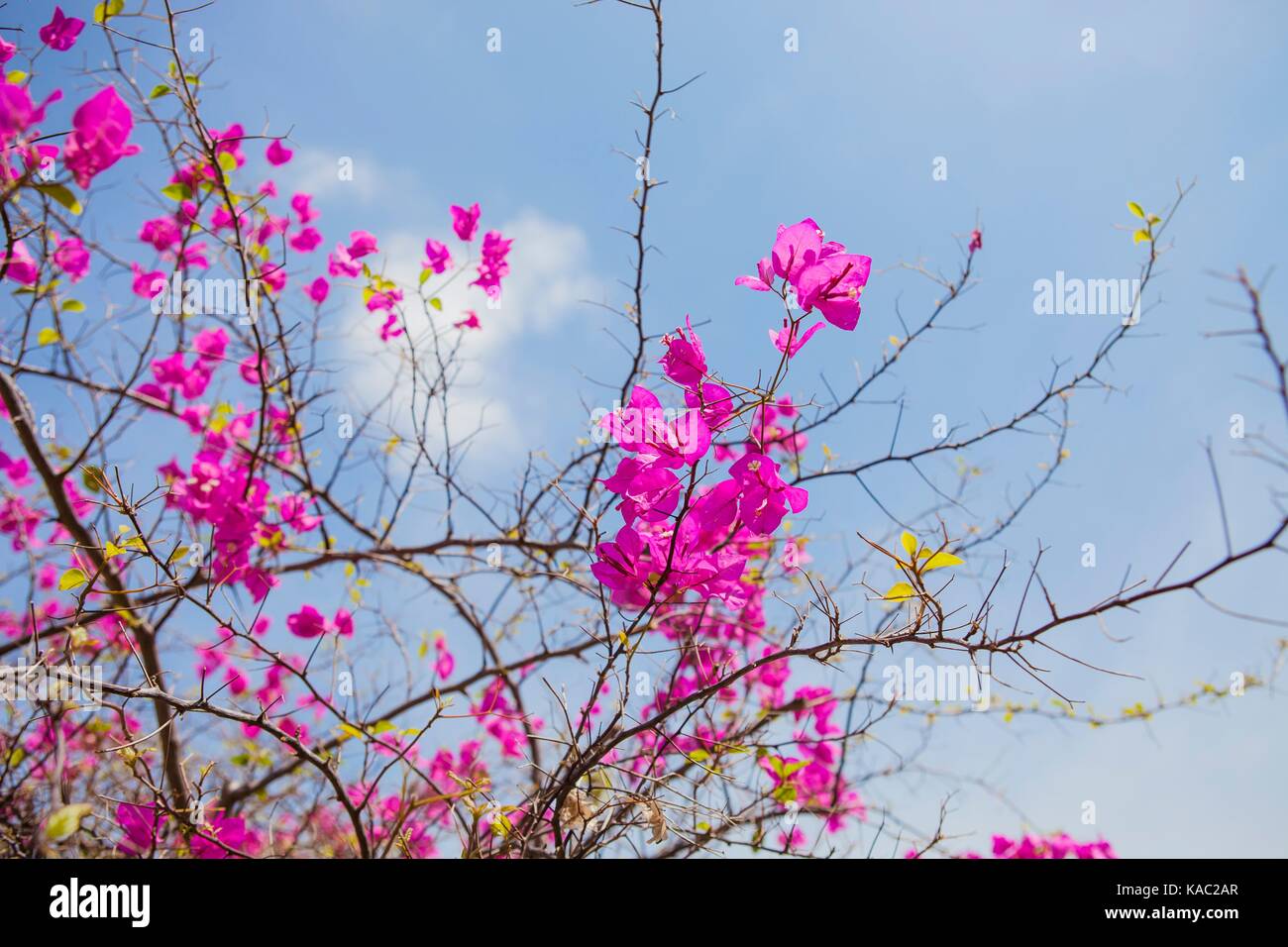 pink paper flowers Stock Photo - Alamy