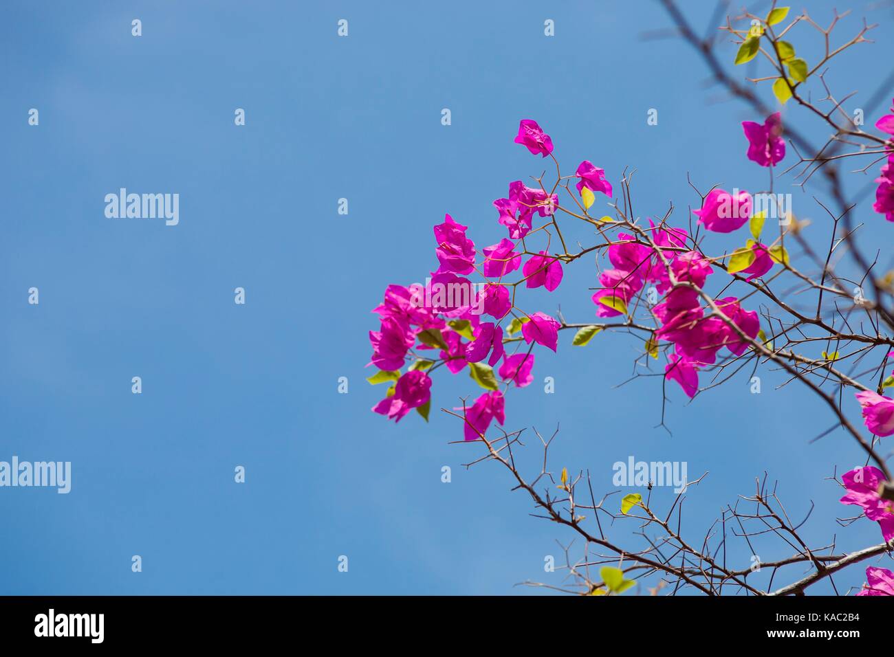 pink paper flowers Stock Photo - Alamy