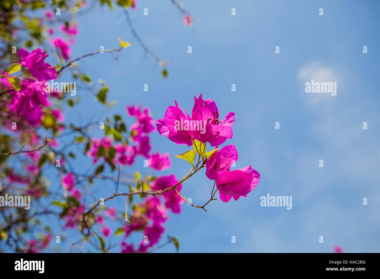 pink paper flowers Stock Photo - Alamy